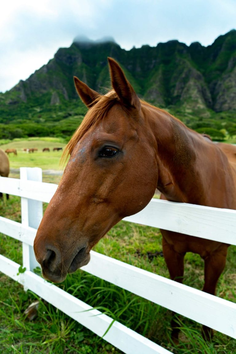 Equine - Wern Vets