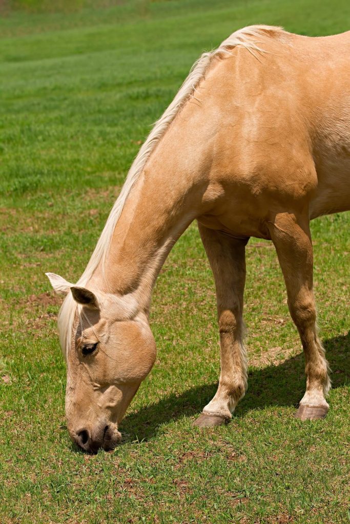 Equine - Wern Vets