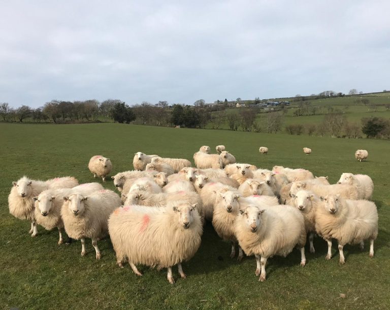 Farm Animals - Wern Vets