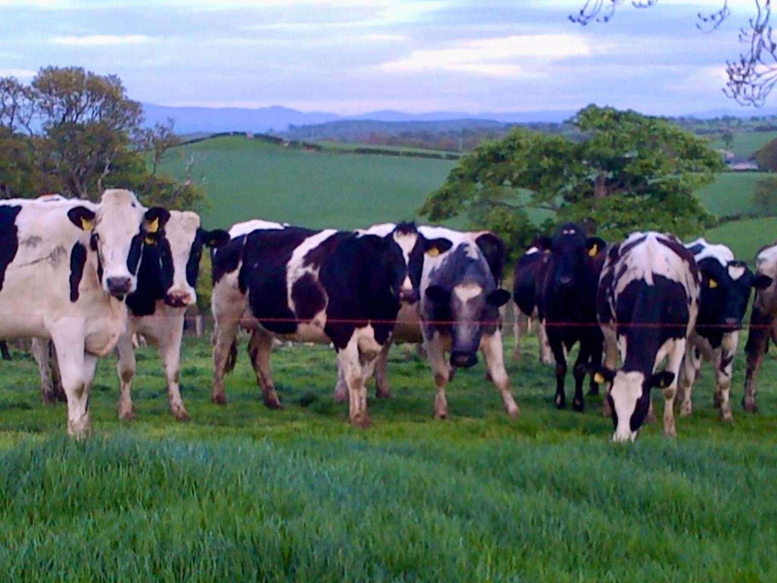 Farm Animal Health - Wern Vets